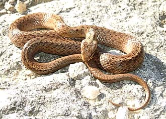 Veterinarska stanica Varaždin : Hvatanje i odbijanje zmija (gmazova)